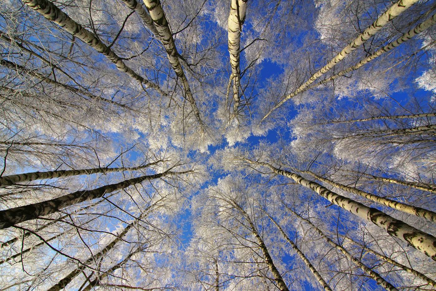 Latvijā sācies meteoroloģiskais pavasaris – rudeni nomainījis pavasaris ...