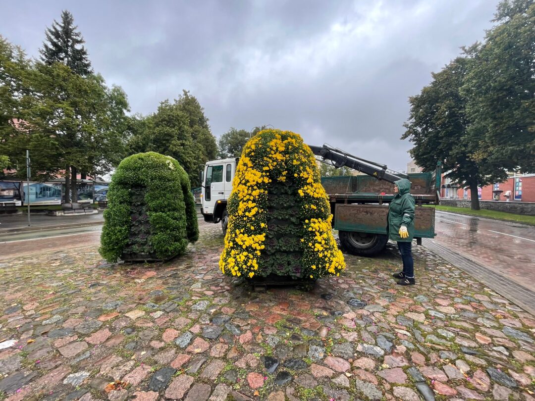 Ventspilī izvietotas rudens ziedu piramīdas | VENTSPILNIEKS.LV